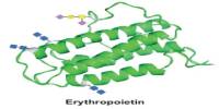Mechanism and Function of Erythropoietin (EPO) - Assignment Point