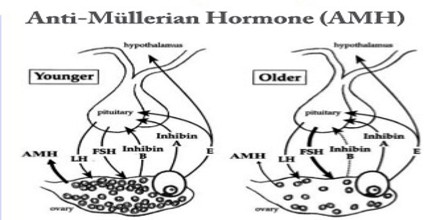 Anti-Müllerian Hormone - Assignment Point