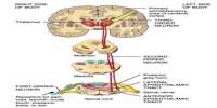 Spinothalamic Tract - Assignment Point