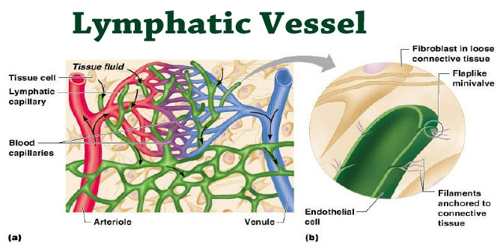 Lymphatic Vessel Assignment Point Lymphatic Vessel Assignment Point