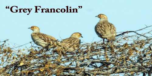 A Beautiful Bird “Grey Francolin” - Assignment Point