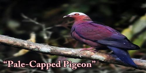 A Beautiful Bird “Pale-Capped Pigeon” - Assignment Point