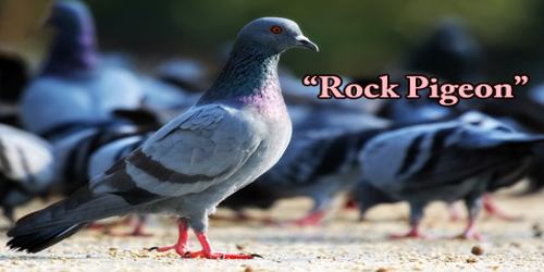 A Beautiful Bird “Rock Pigeon” - Assignment Point