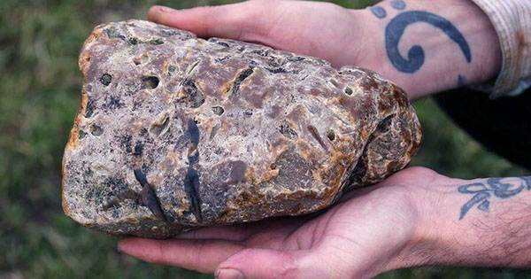 Whale “Vomit” Found in Yemen Worth $1.5 Million – Why is Ambergris so ...