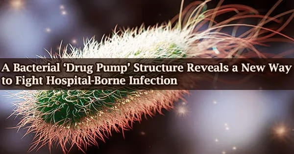 A Bacterial ‘Drug Pump’ Structure Reveals a New Way to Fight Hospital ...