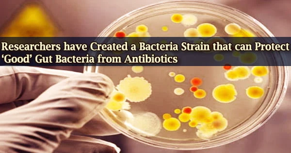 Researchers have Created a Bacteria Strain that can Protect ‘Good’ Gut ...