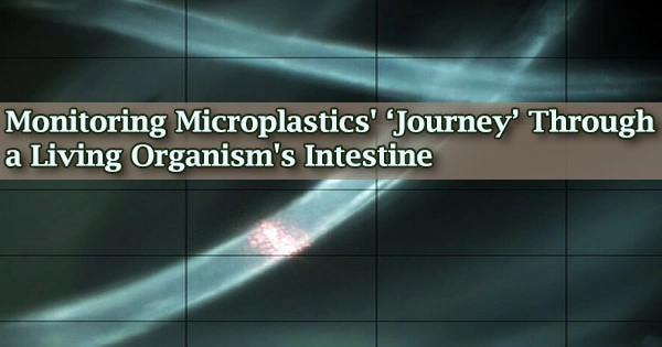 Monitoring Microplastics' ‘Journey’ Through a Living Organism's ...