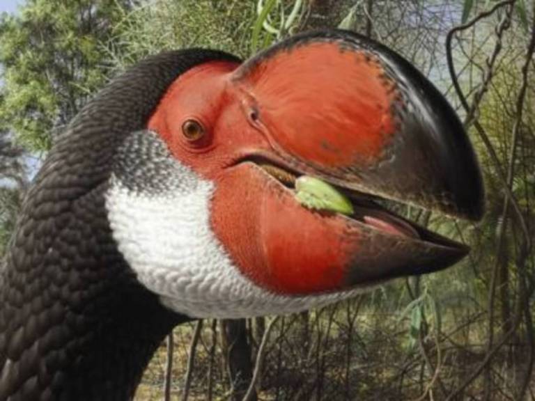 The Cause Of Australia's Enormous Extinct "Demon Ducks of Doom" May Be ...