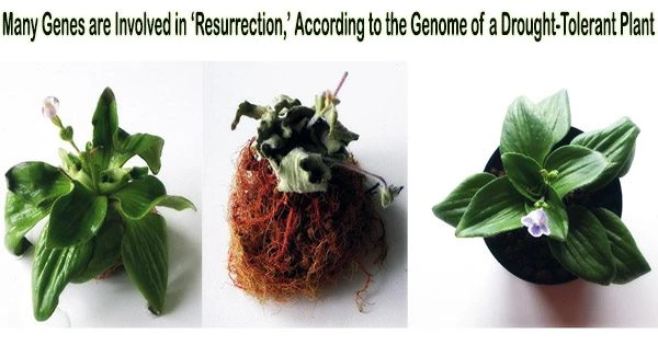 Many Genes are Involved in ‘Resurrection,’ According to the Genome of a ...