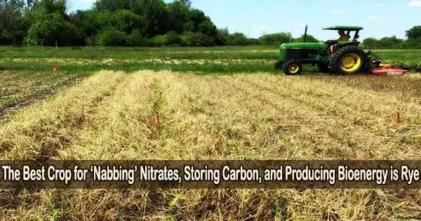 The Best Crop for ‘Nabbing’ Nitrates, Storing Carbon, and Producing ...
