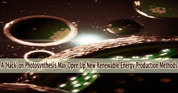 A ‘Hack’ on Photosynthesis May Open Up New Renewable Energy Production ...