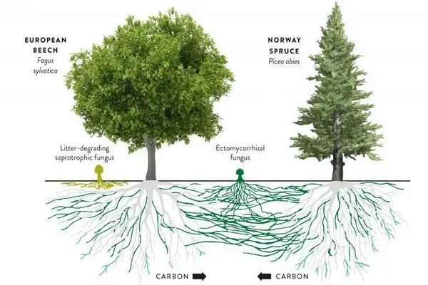 The Subterranean Network – Interpreting the Dynamics of Plant-fungal ...