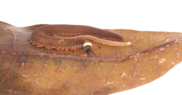 Arid Karoo has never seen a New Species of Velvet Worm - Assignment Point